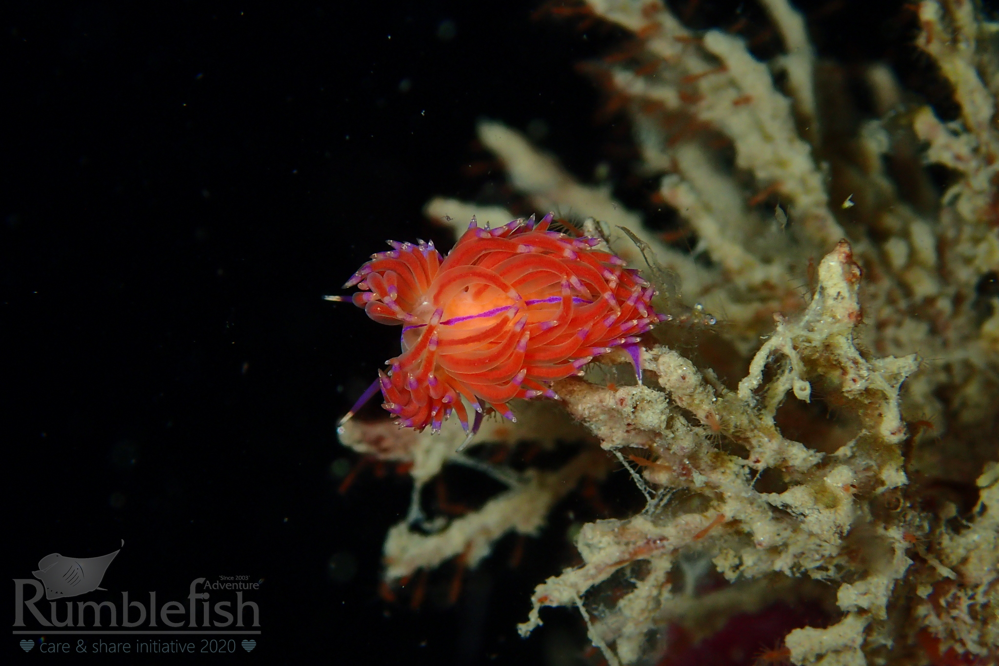 Kata Reef is Thailand Best Beach Dive Site - Rumblefish Adventure PADI ...